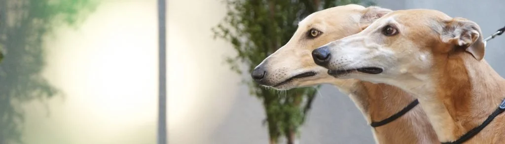Greyhound Corns — Four Long Legs