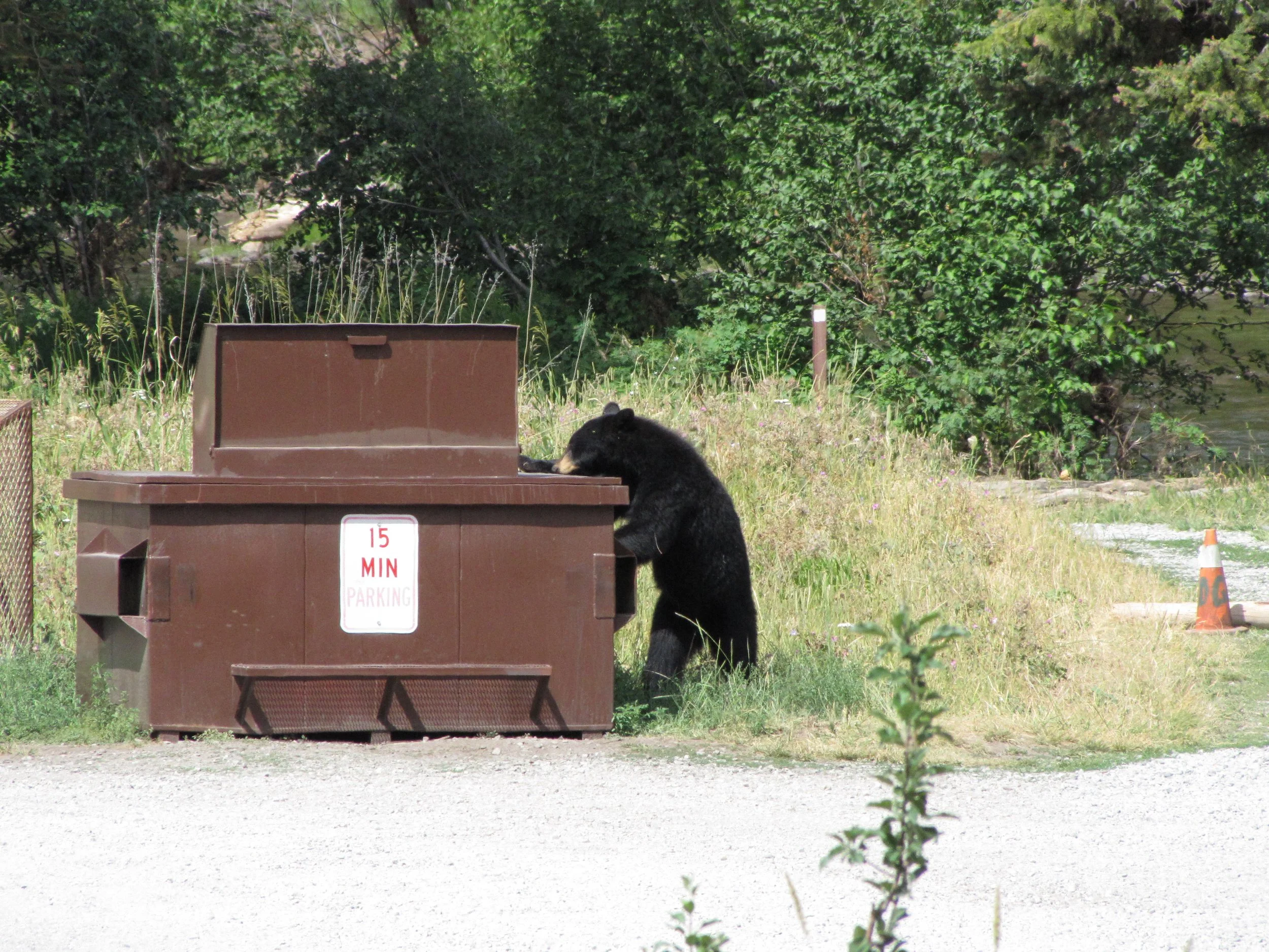 Get Bear Smart