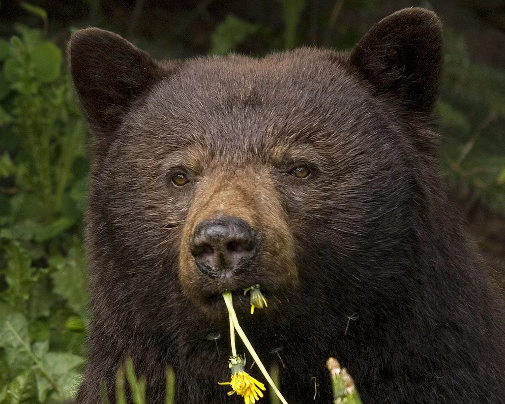 Know the Difference — Get Bear Smart