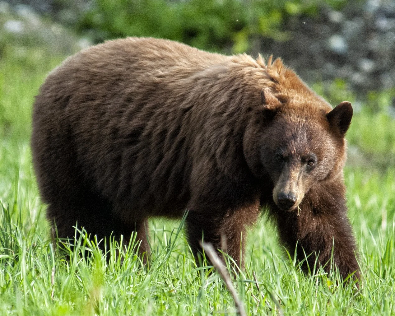 Know the Difference — Get Bear Smart