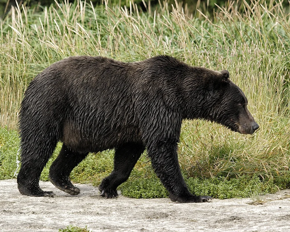Know the Difference — Get Bear Smart