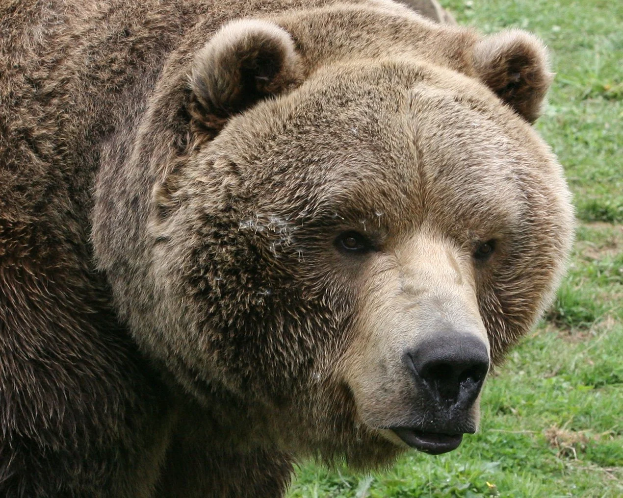 Know the Difference — Get Bear Smart