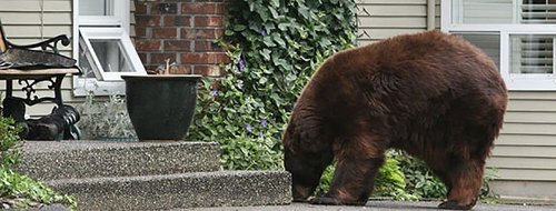 Get Bear Smart