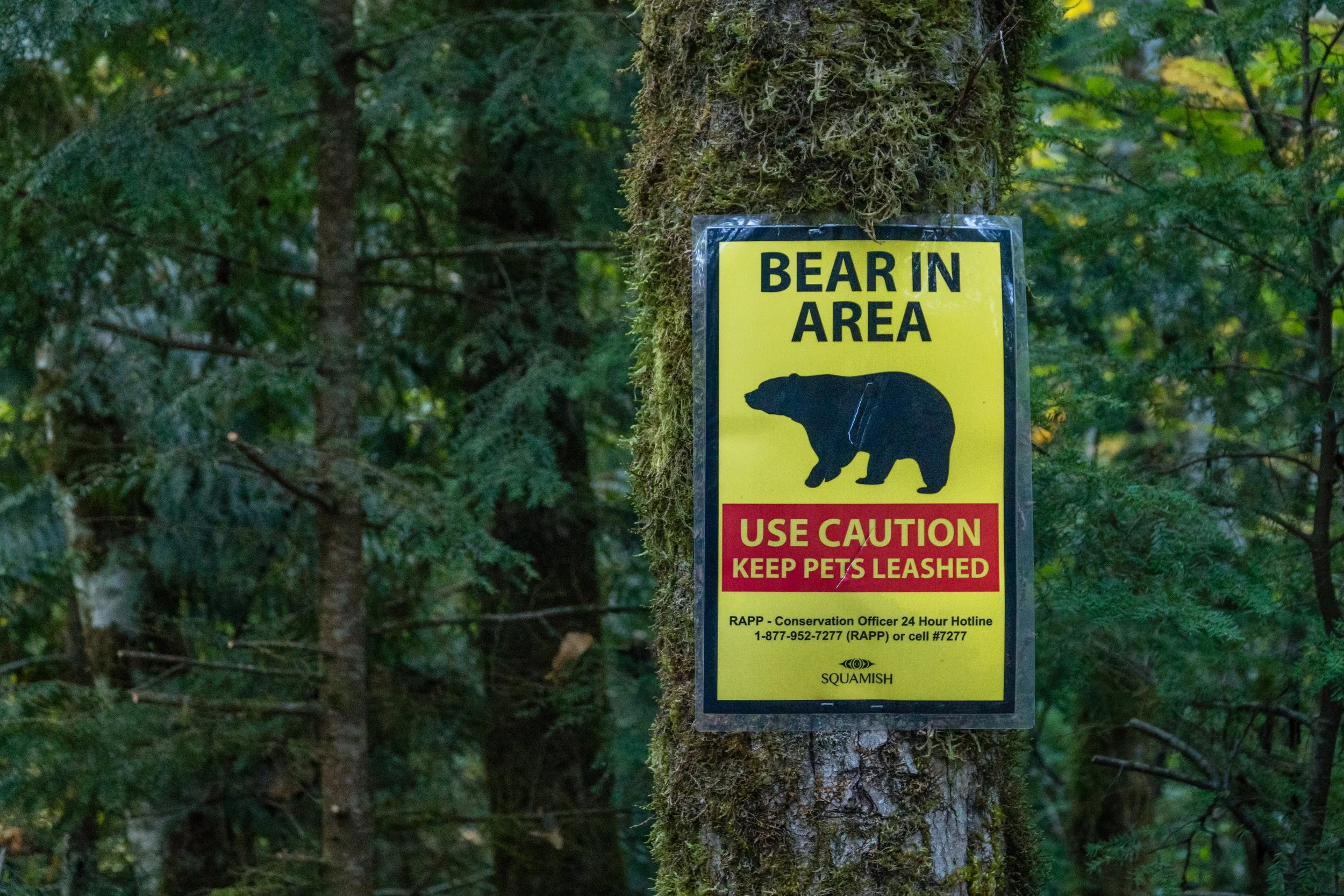 Get Bear Smart