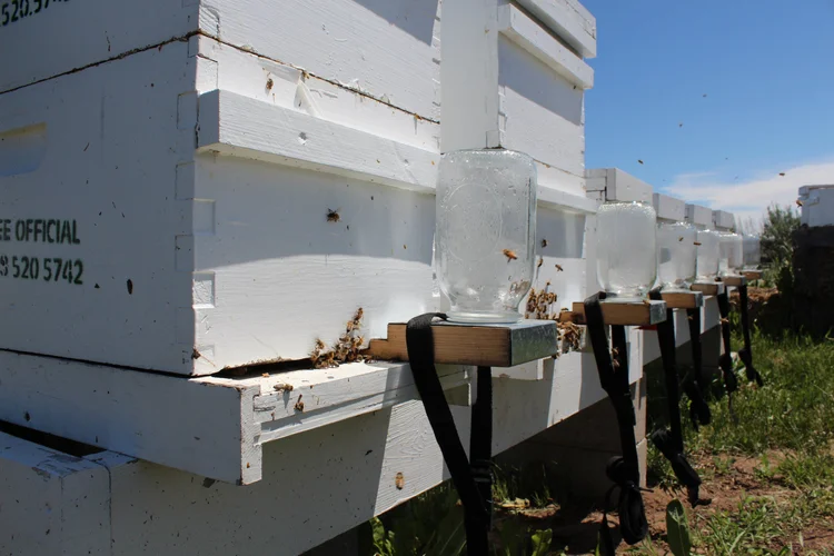 Beekeeping — Get Bear Smart