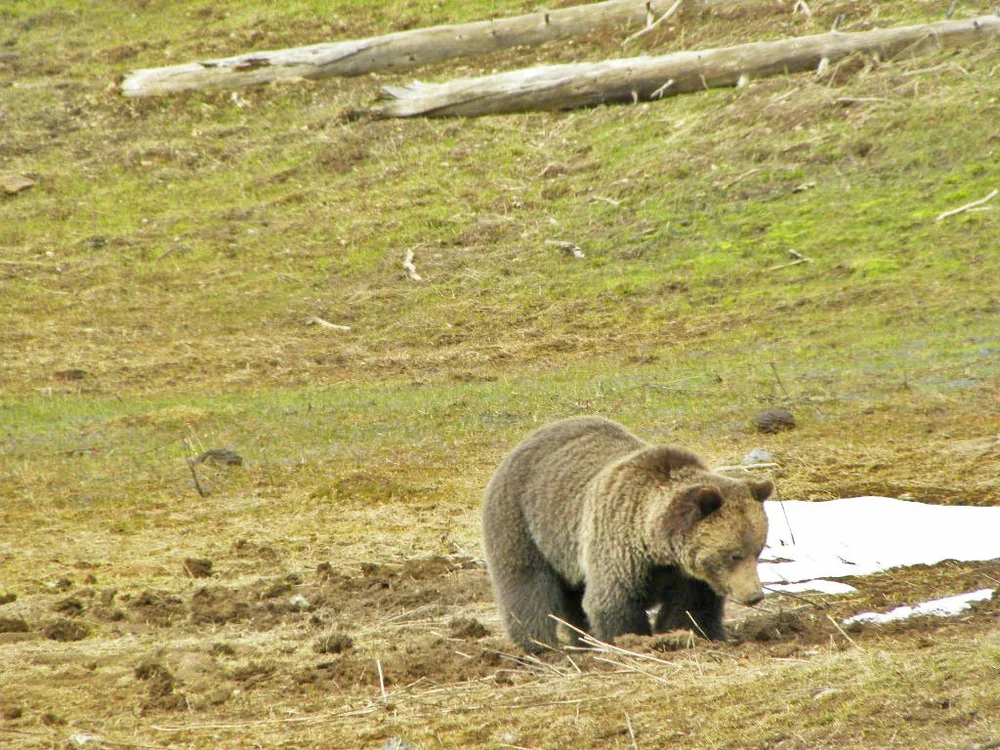 Food and Diet — Get Bear Smart