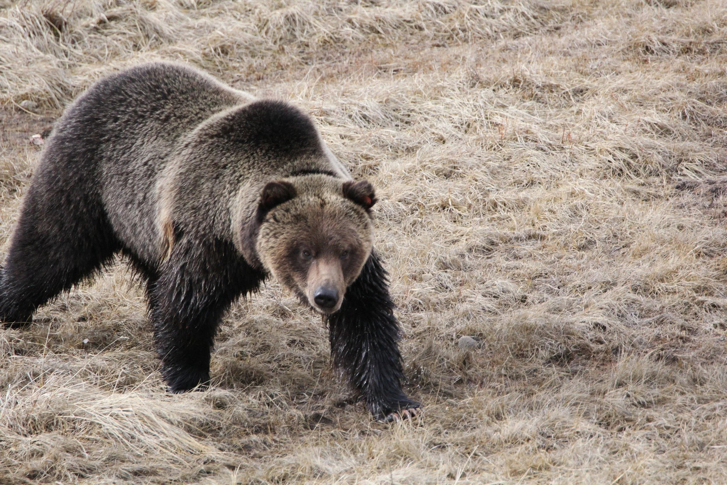 North America's Bears — Get Bear Smart