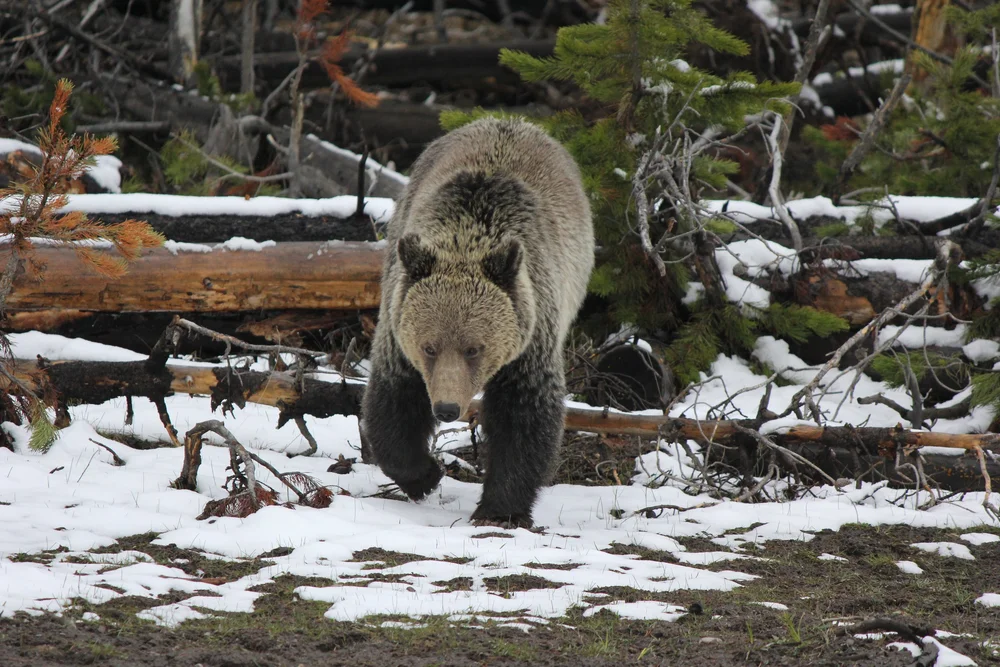 Habitat — Get Bear Smart