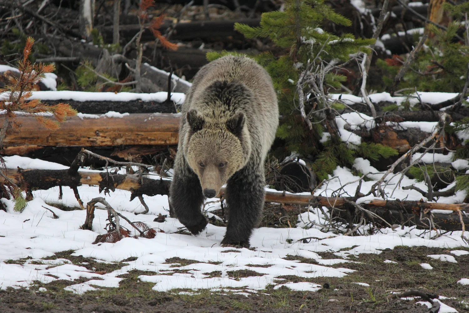 Habitat — Get Bear Smart