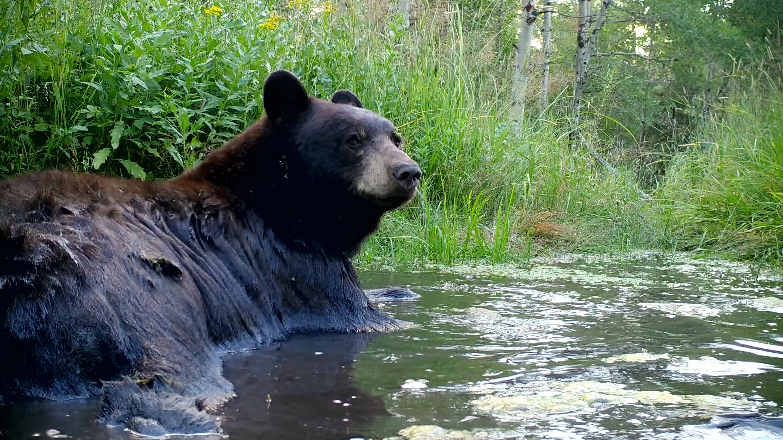 North America's Bears — Get Bear Smart