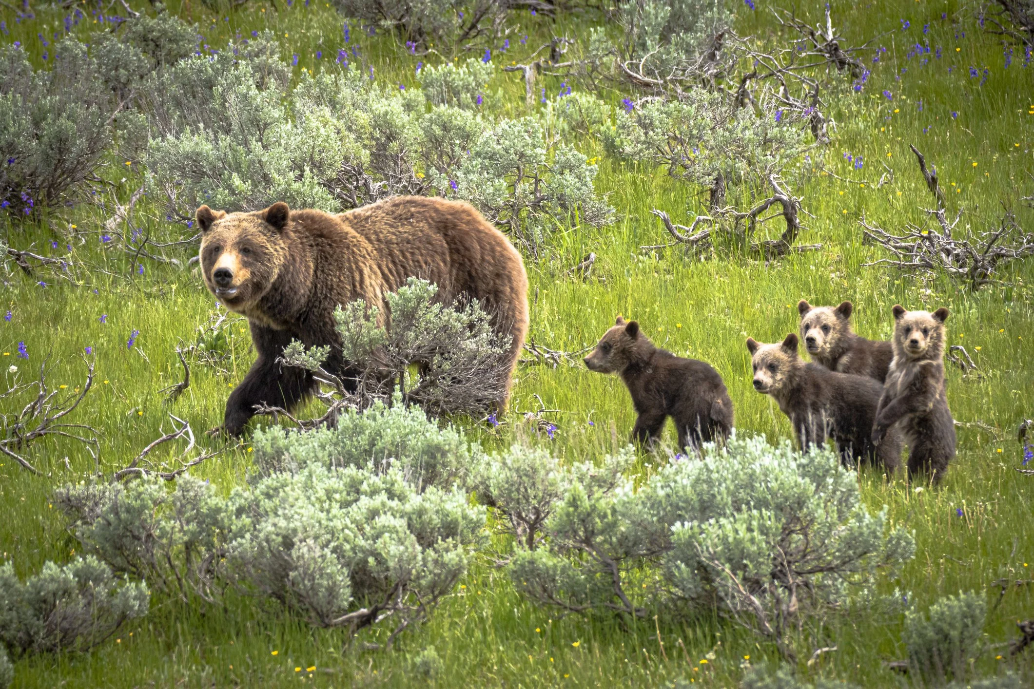 Habitat — Get Bear Smart