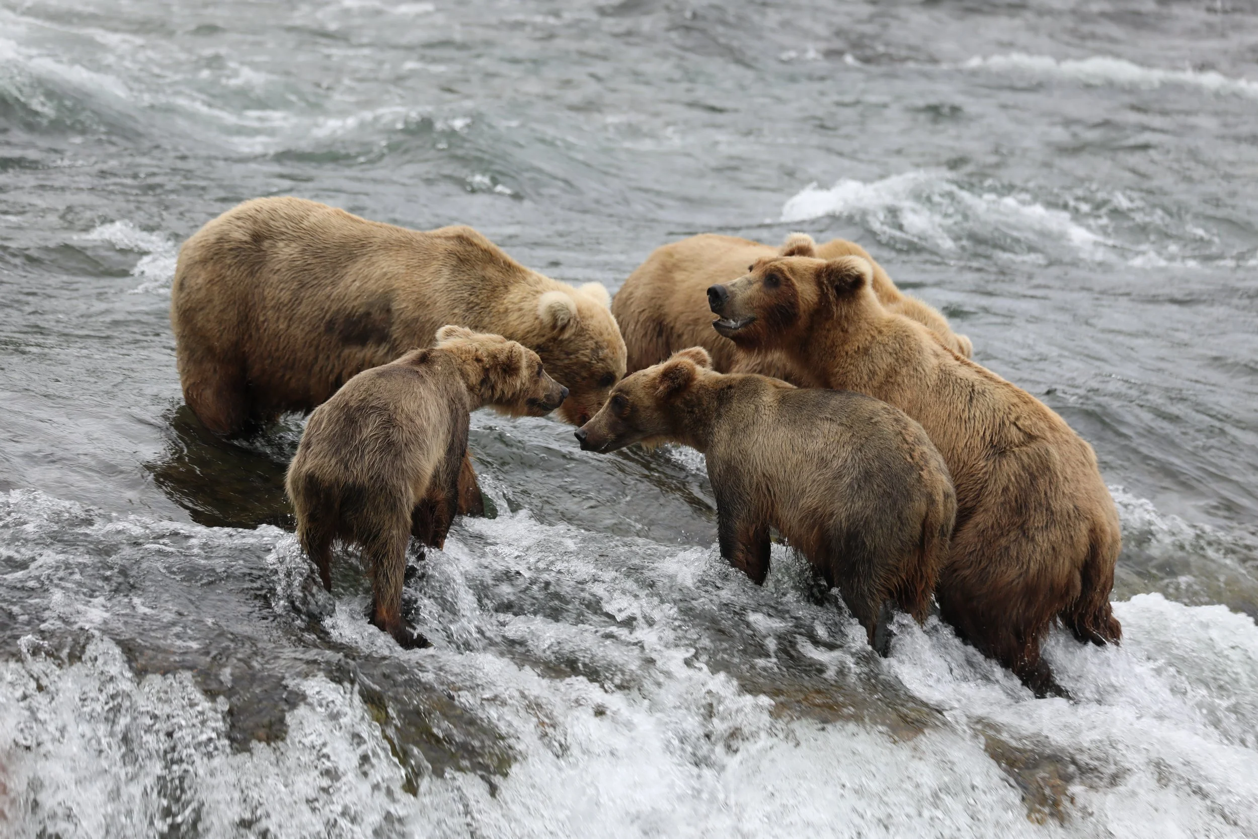 Communication — Get Bear Smart