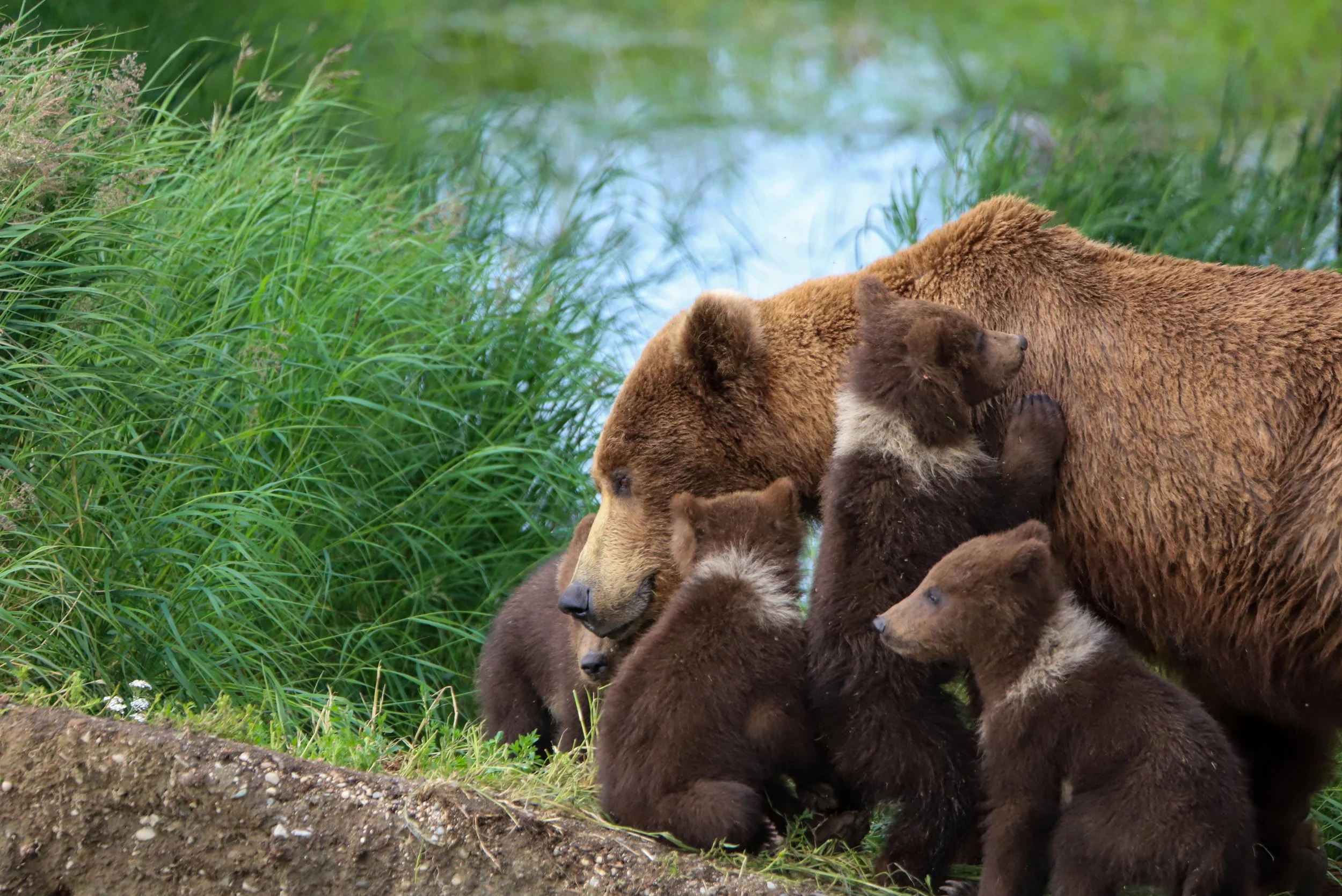 Brown Bear Habitat For Kids