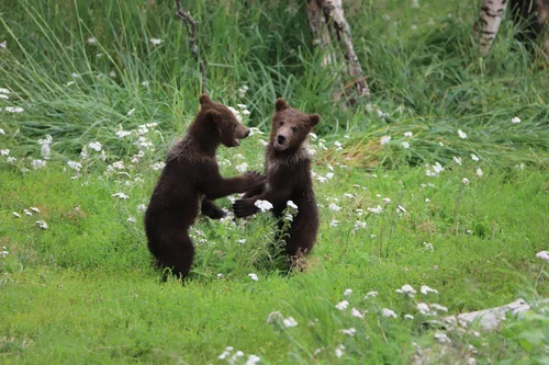 Communication — Get Bear Smart
