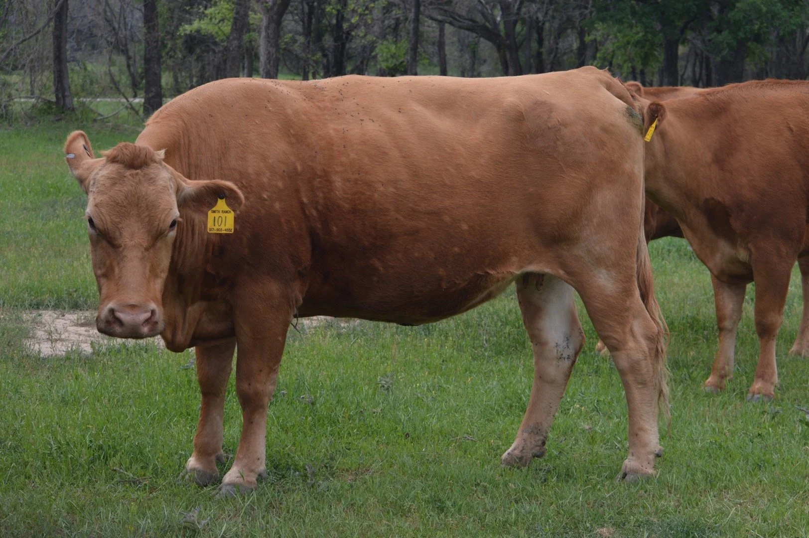 WSI HATSUHIKARI X JC EMPRESS 101 — White Mountain Wagyu