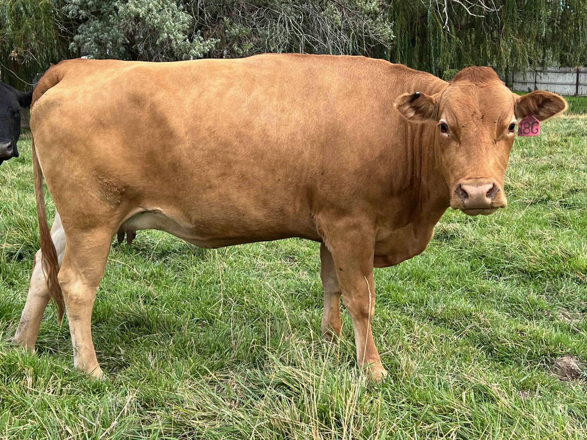 KHR MR KAZUHIKO D21 ET X RMW RUMIKO 18G — White Mountain Wagyu