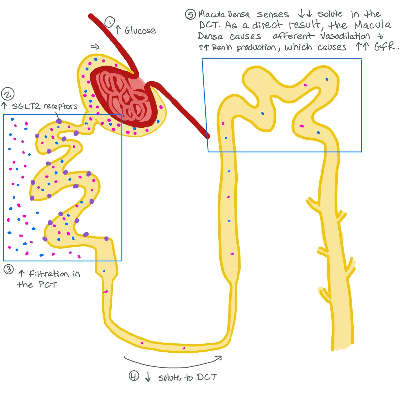 Navigating Indications and Contraindications of SGLT2 Inhibitors — When ...