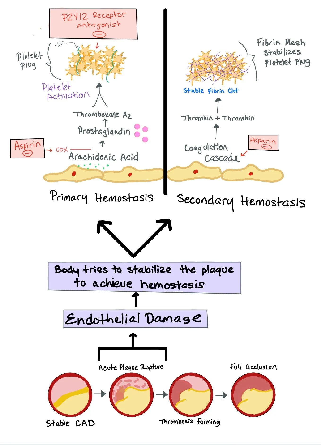 DAPT and GI Bleeds — When the Beat Drops: A Resident's Guide to the CCU