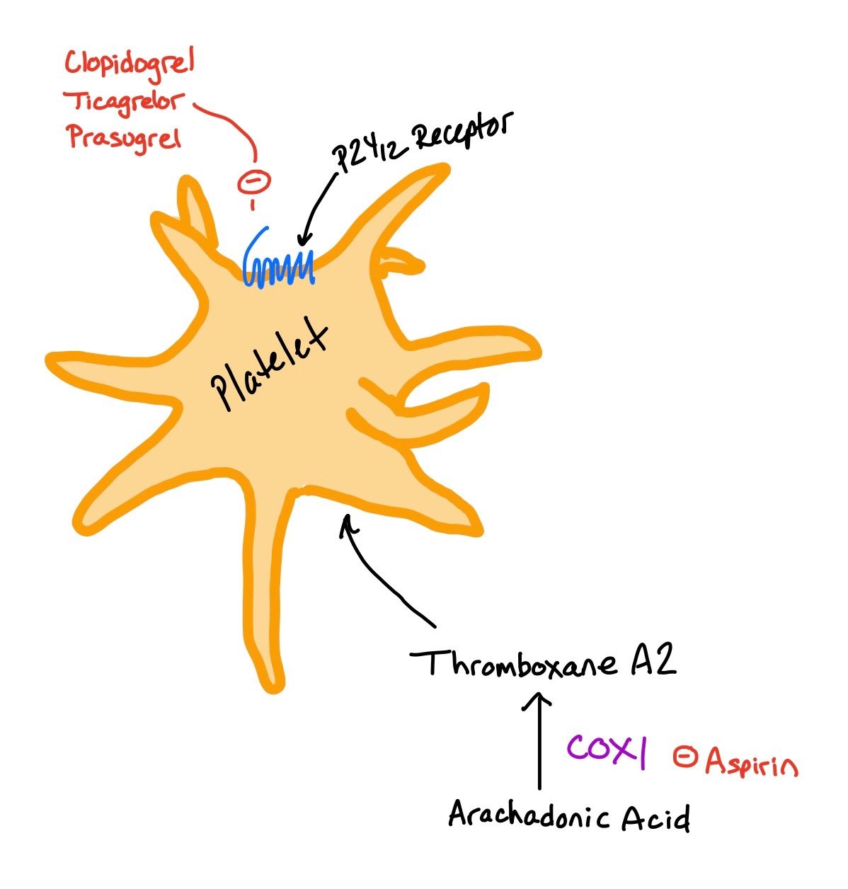 Anticoagulation and Anti-platelets — When the Beat Drops: A Resident's ...