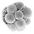 Mold in construction — Washington State Construction Center of Excellence