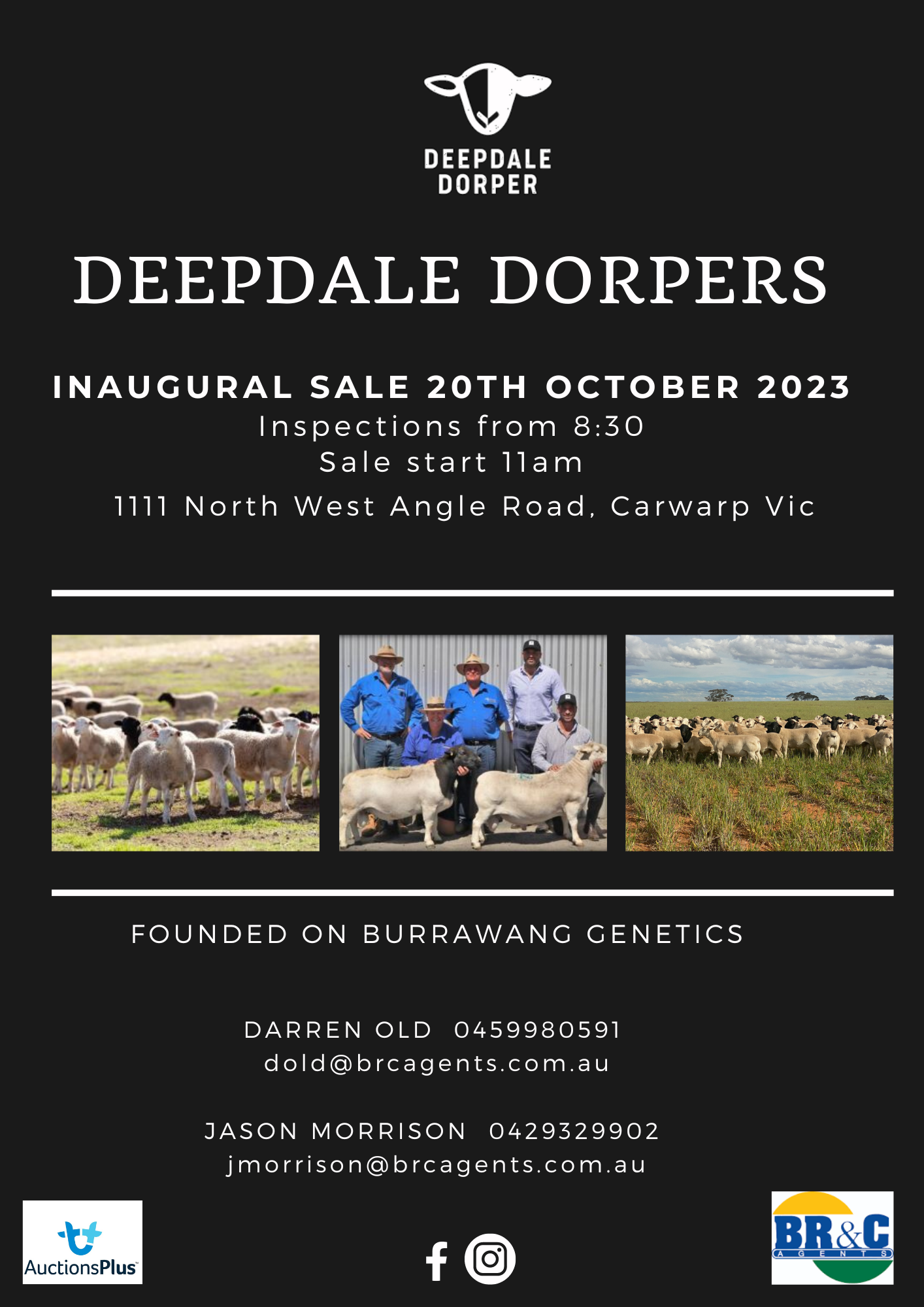 Upcoming Sale — Deepdale Dorpers