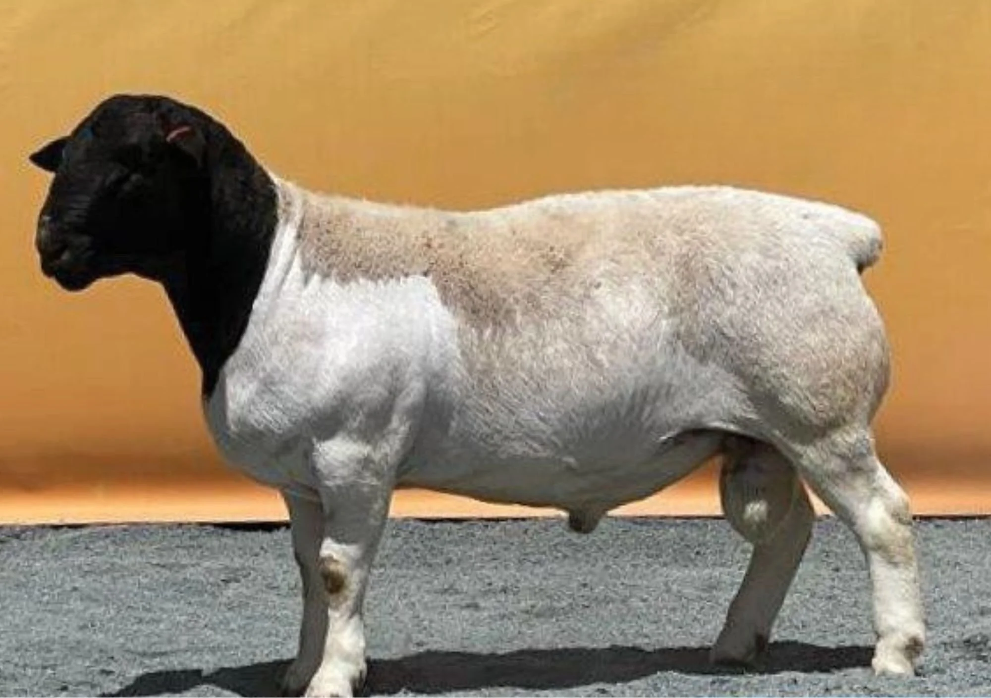 Stud Sires — Deepdale Dorpers