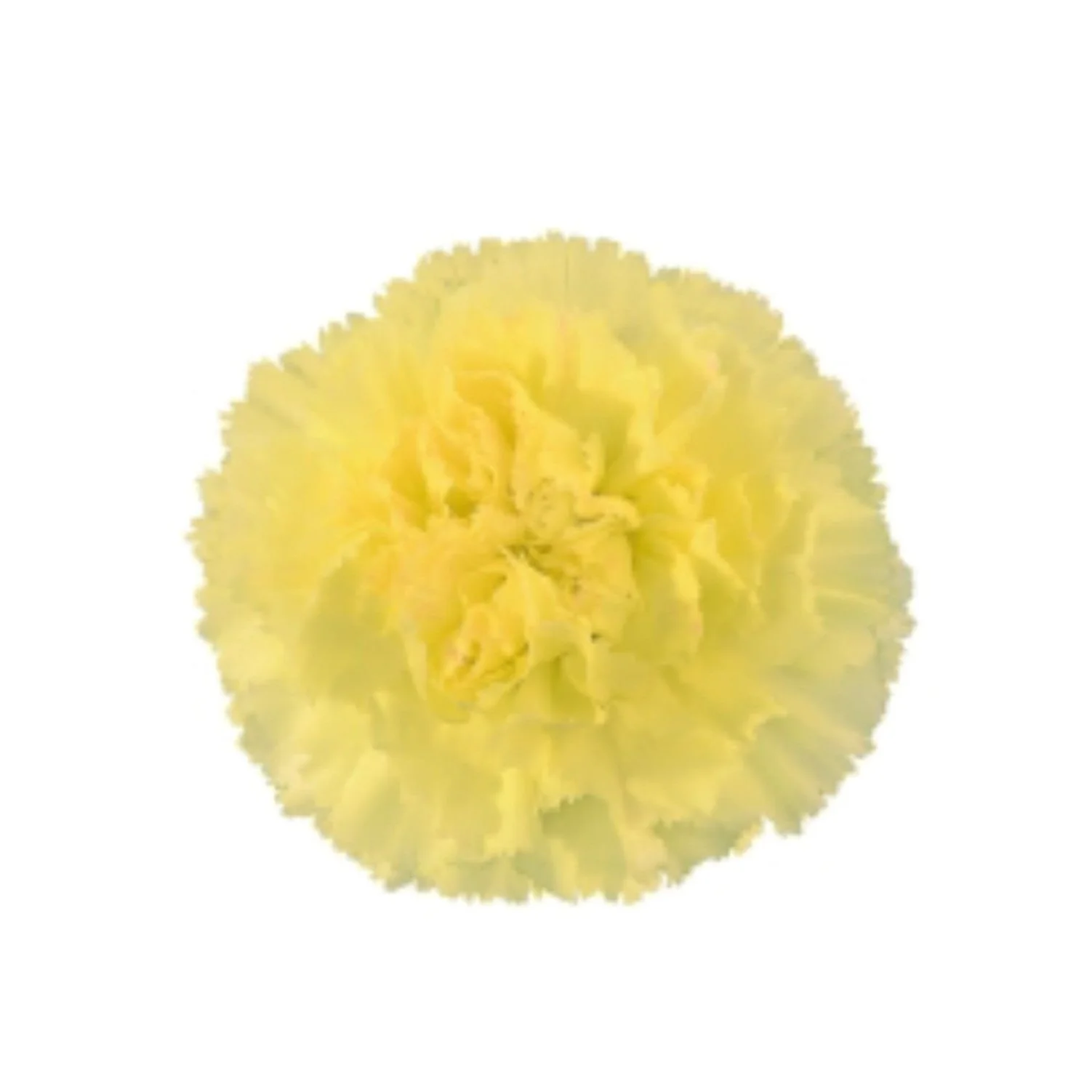 Sims Carnations — Auswest Petals