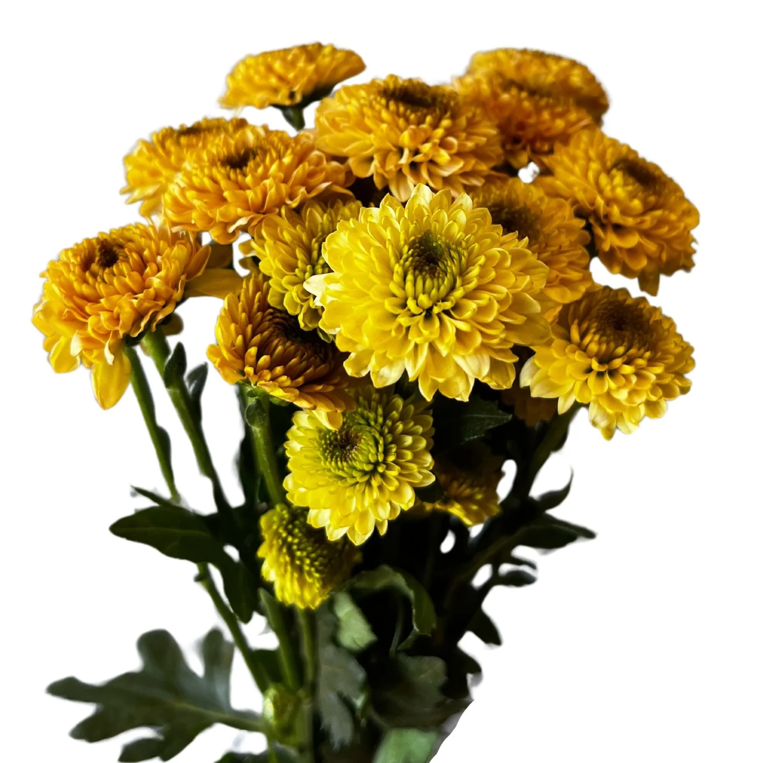 Chrysanthemums — Auswest Petals