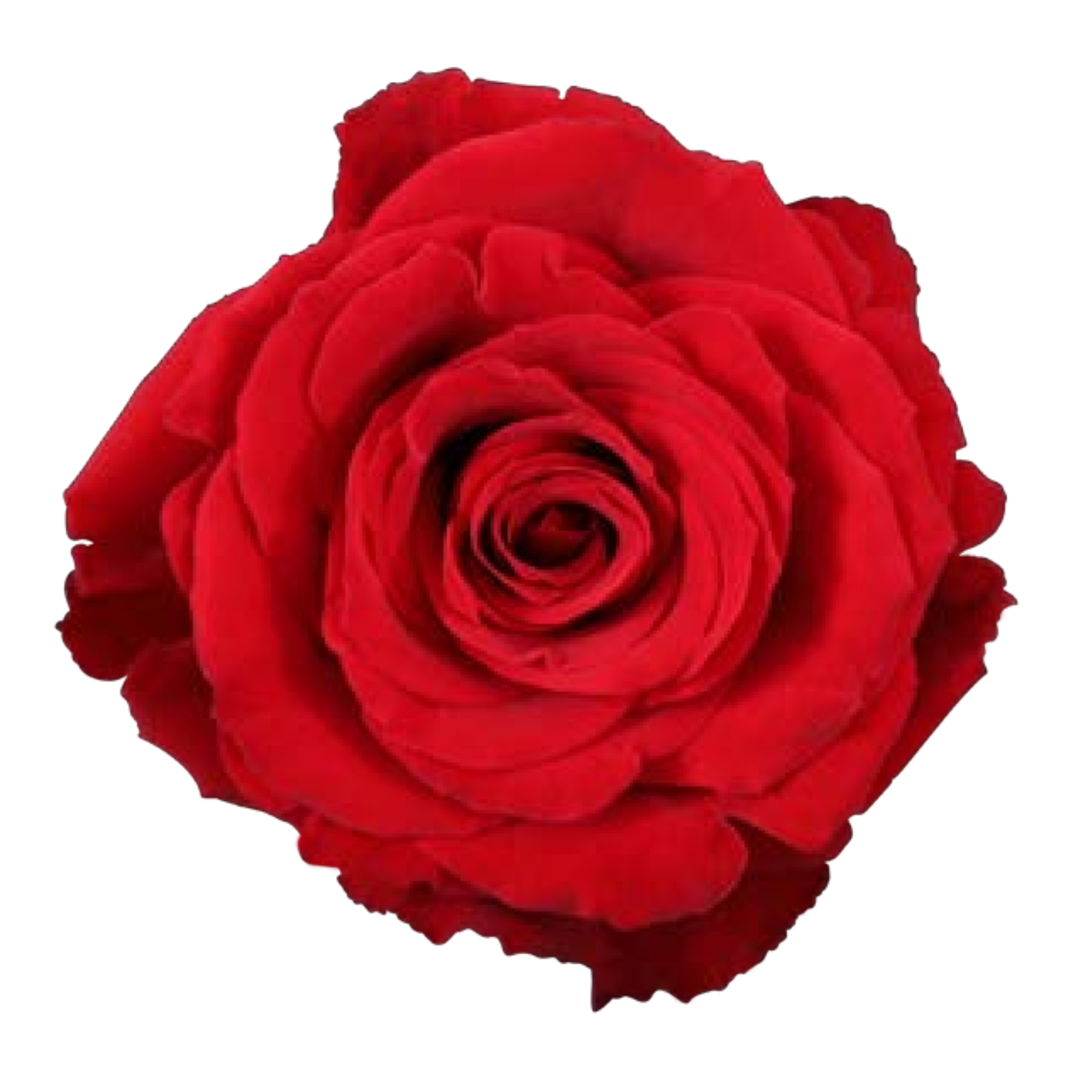 Roses — Auswest Petals