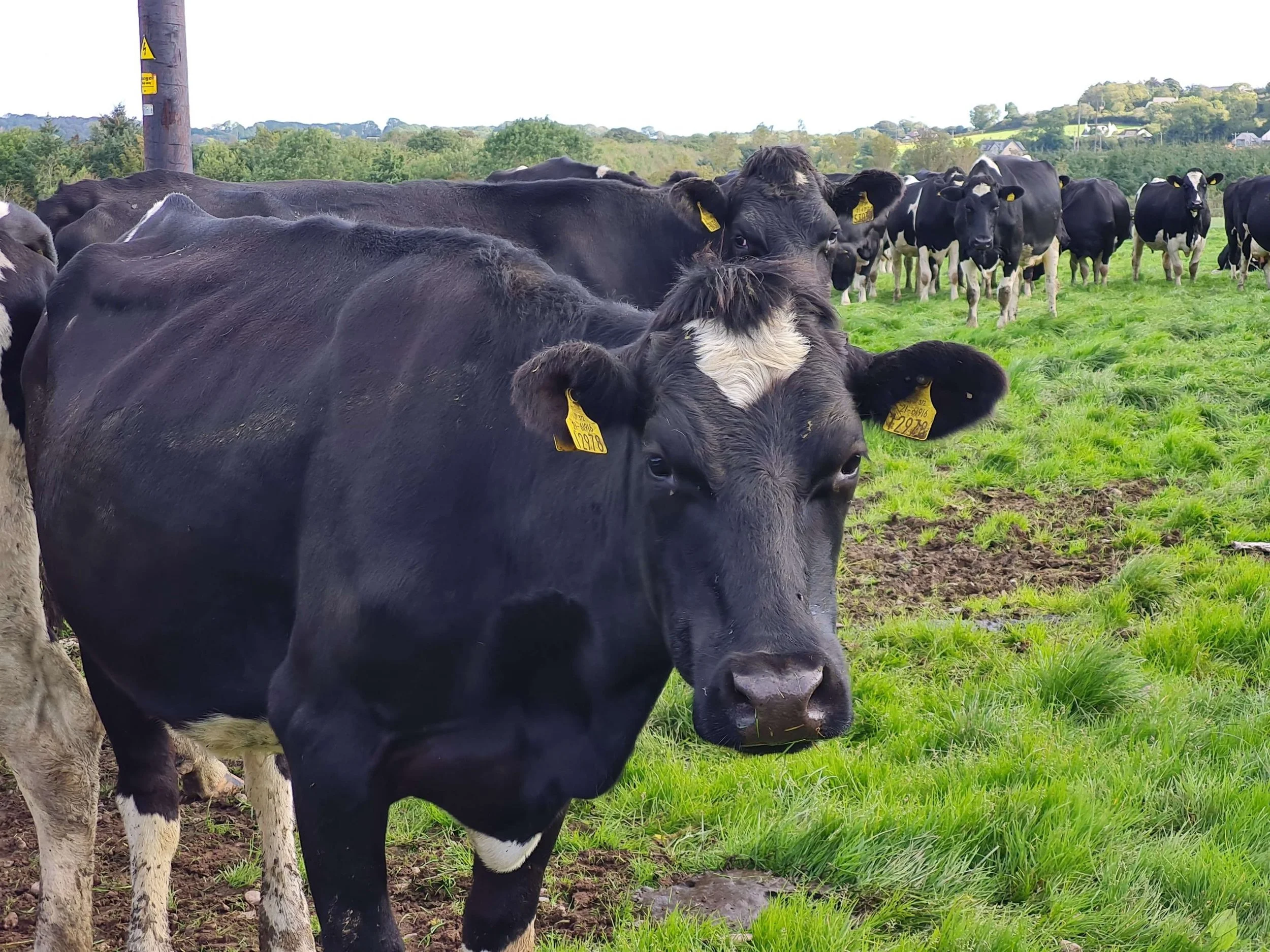 The Farm Shop — Rostellan Farm