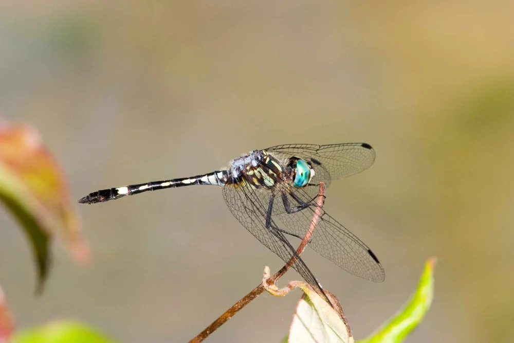 Worldwide Dragonfly Association