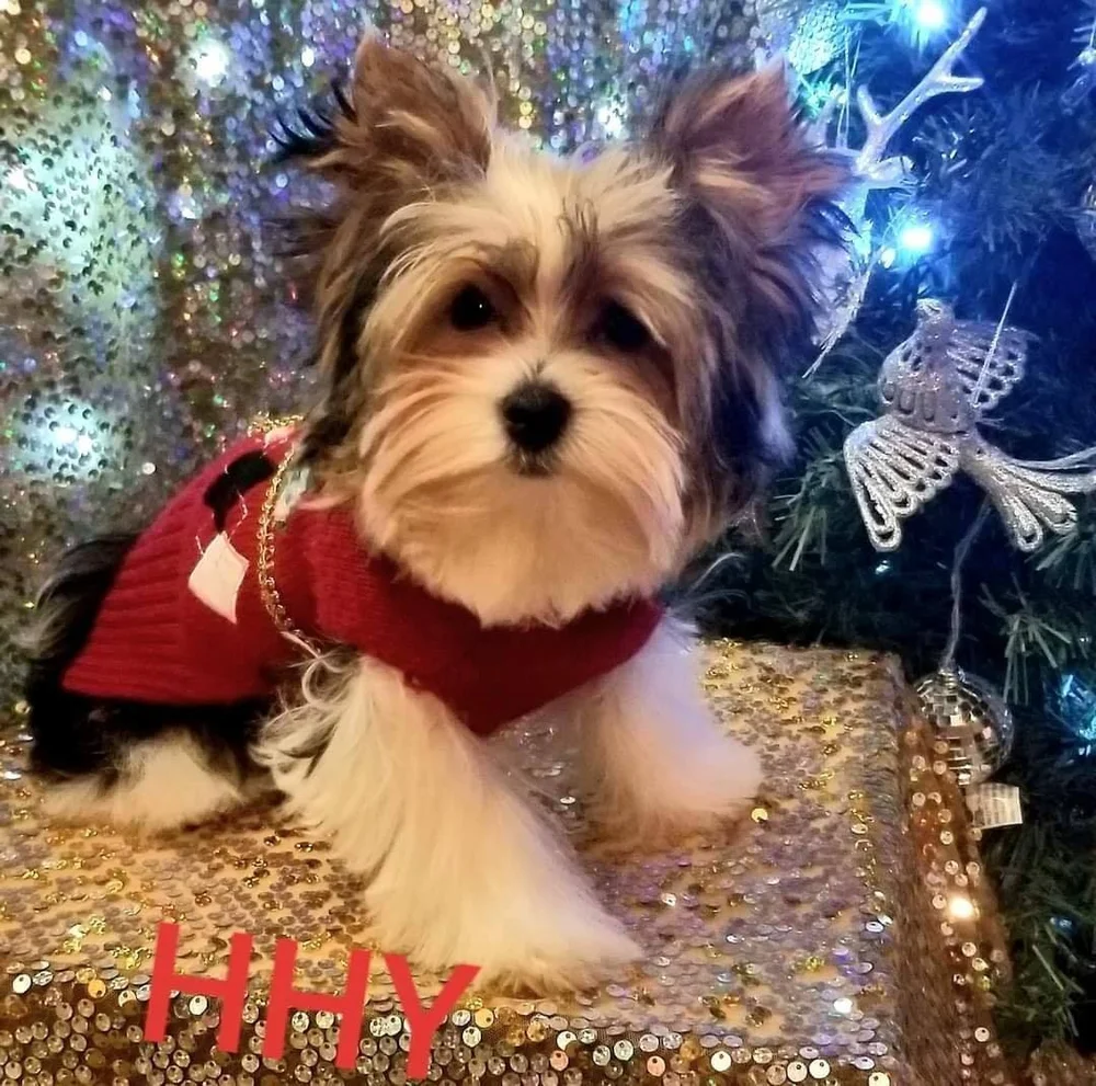 Yorkie Squad — Harmony Hills Yorkies