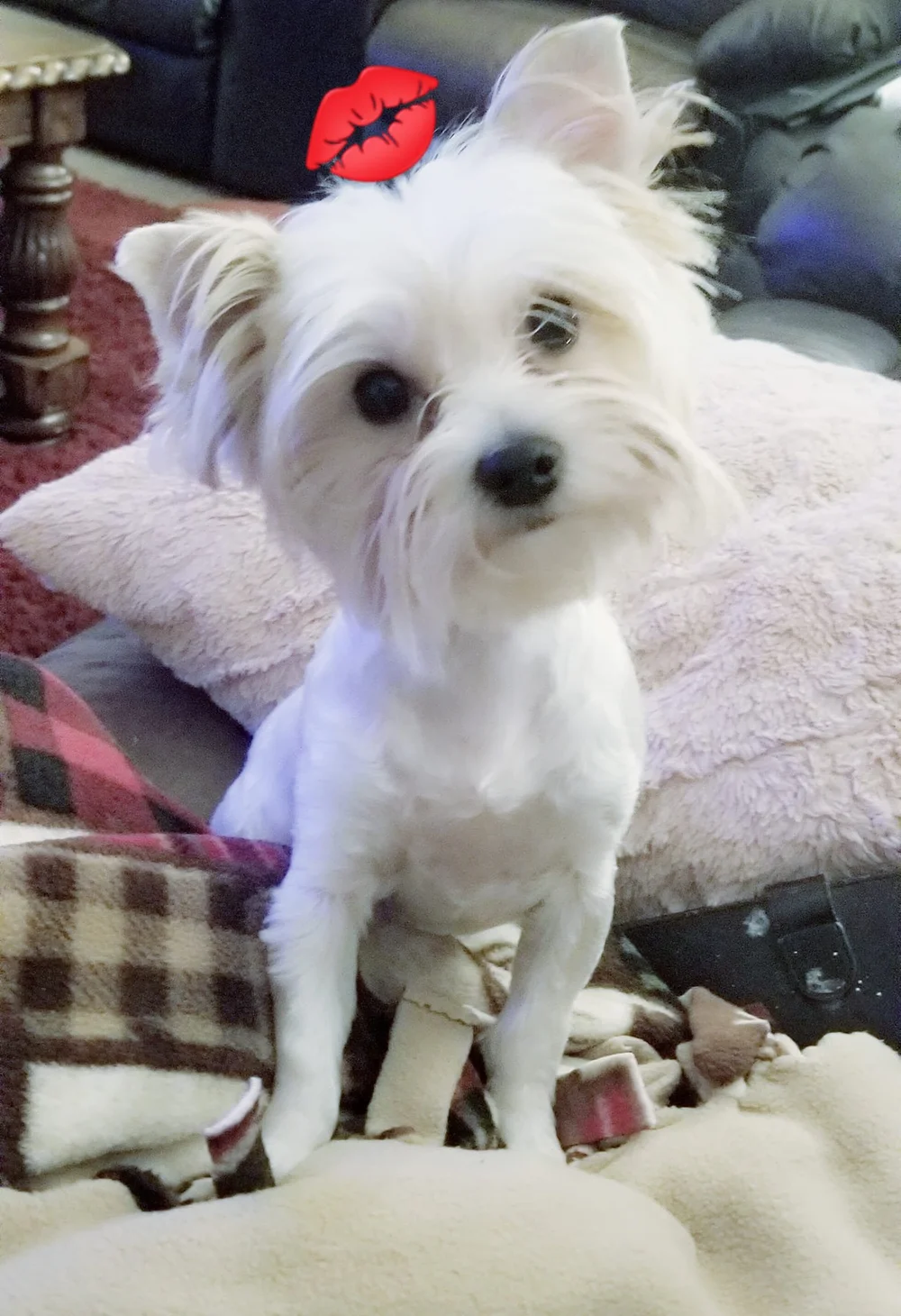 Yorkie Squad — Harmony Hills Yorkies