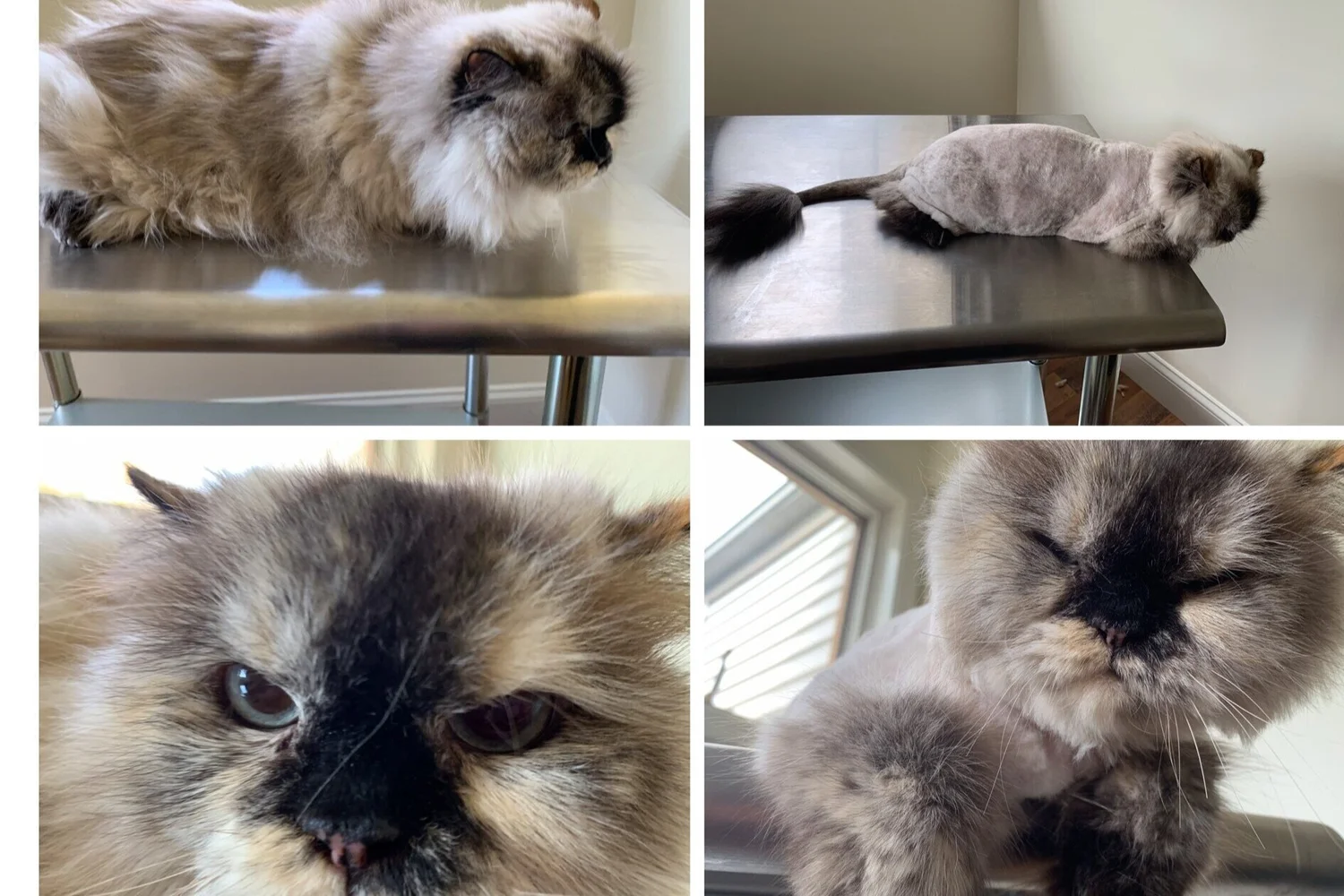 What Happens After My Cat is Shaved Down (Lion cut) | Cat's Meow Resort ...