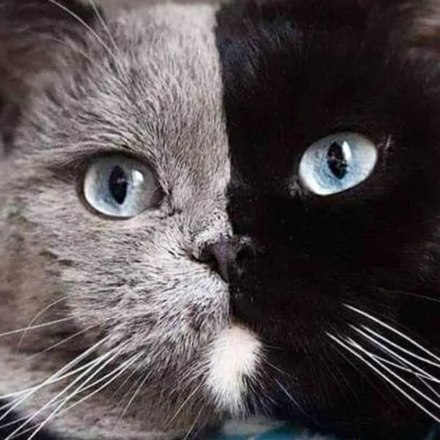 What is a two-faced cat?