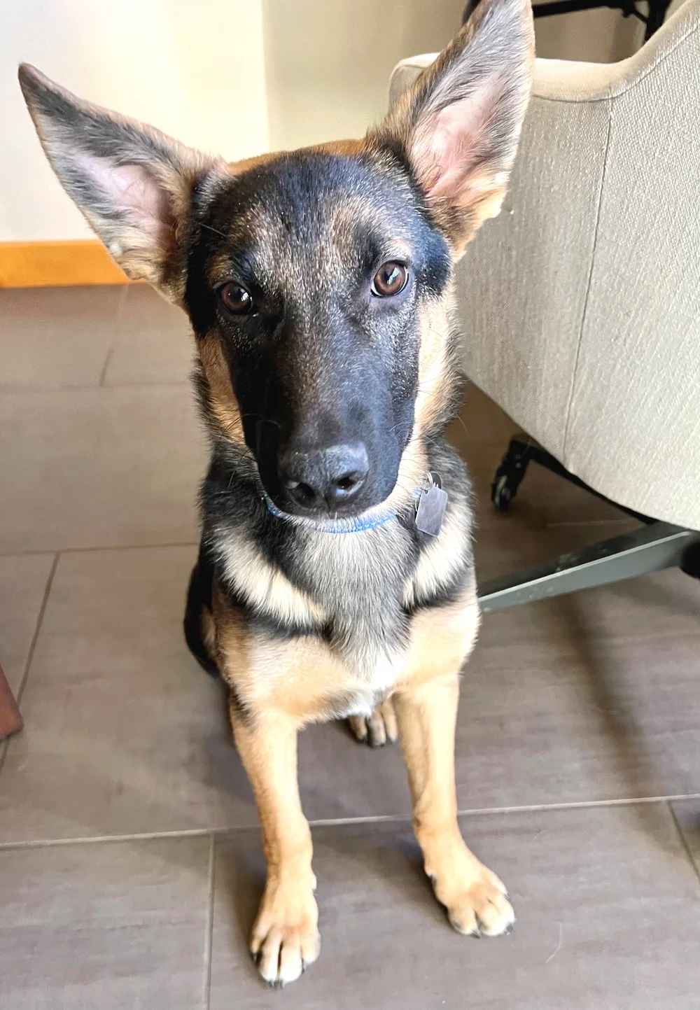 Adoptable Dogs at Annie's Orphans — Annie's K9 Orphans