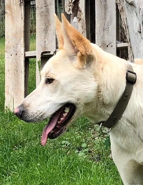 Lazarus: Sanctuary Dog at Annie's Orphans Durango — Annie's K9 Orphans