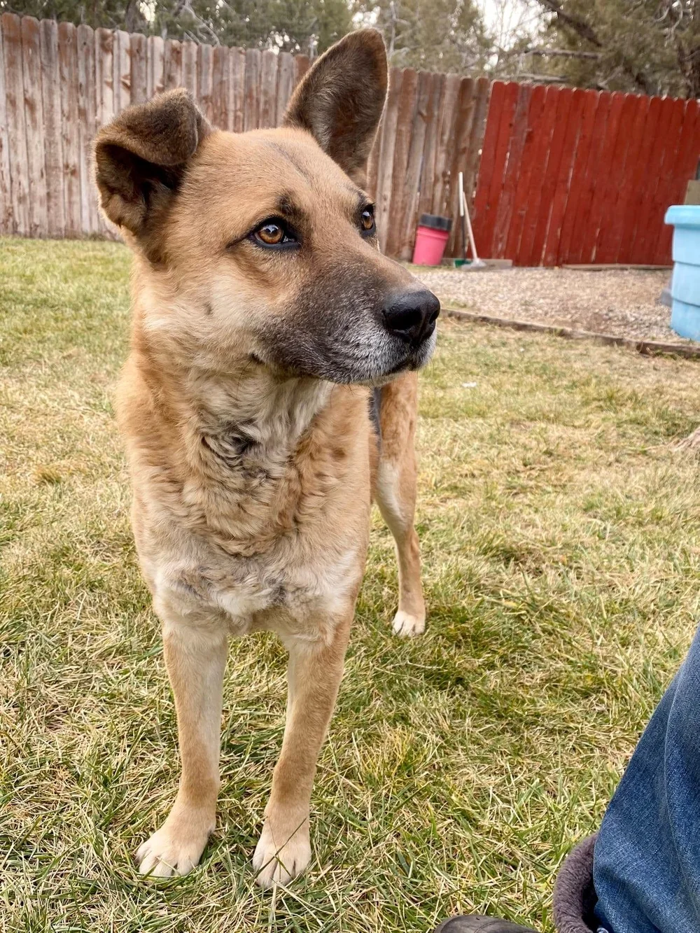 Adoptable Dogs at Annie's Orphans — Annie's K9 Orphans