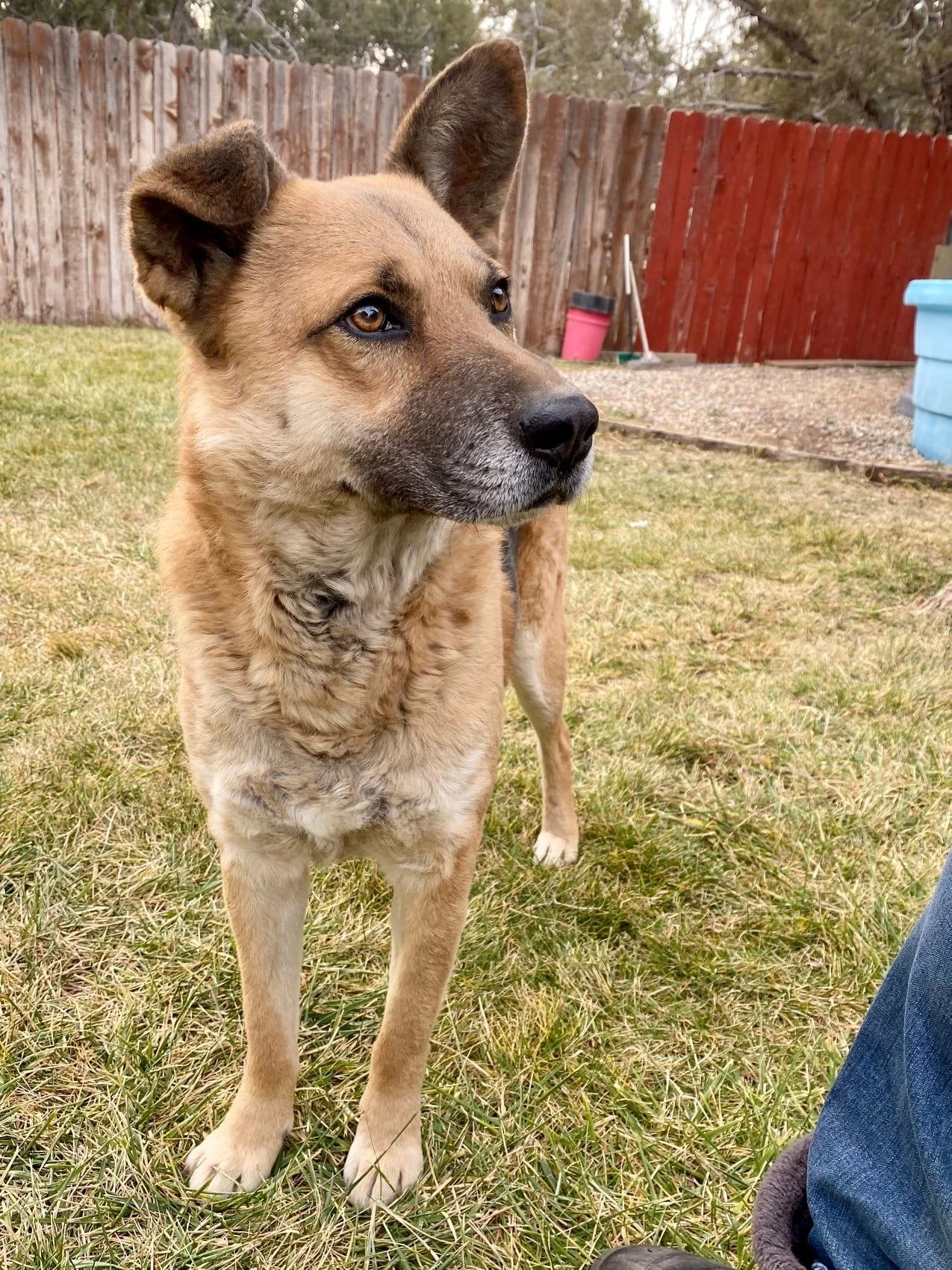 Adoptable Dogs at Annie's Orphans — Annie's K9 Orphans