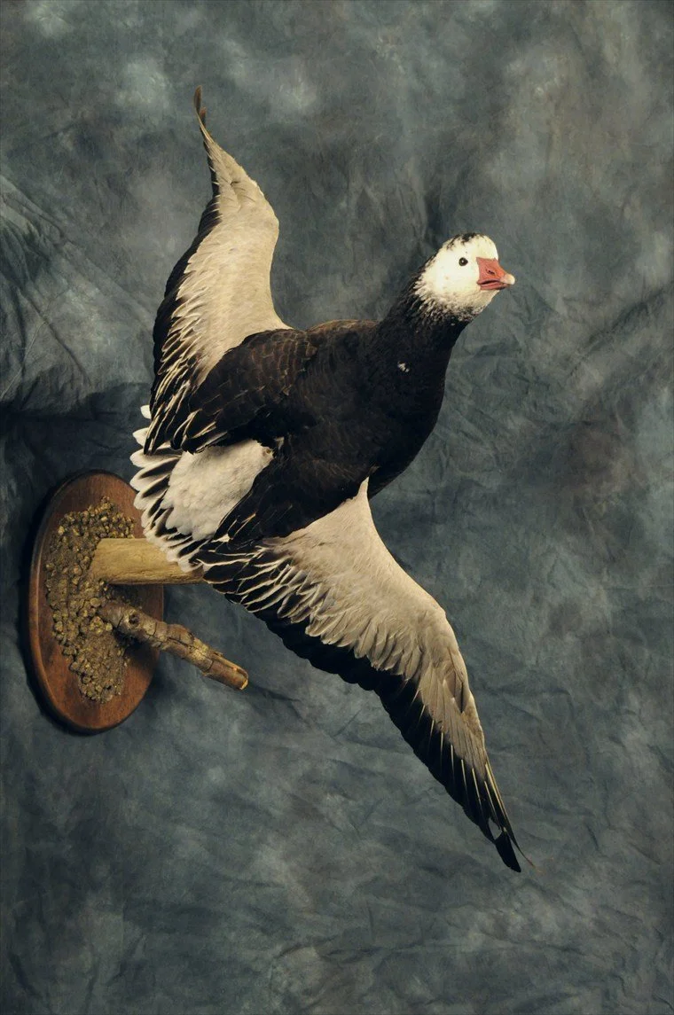 Gallery — Pat Bradburn, Bird Taxidermist