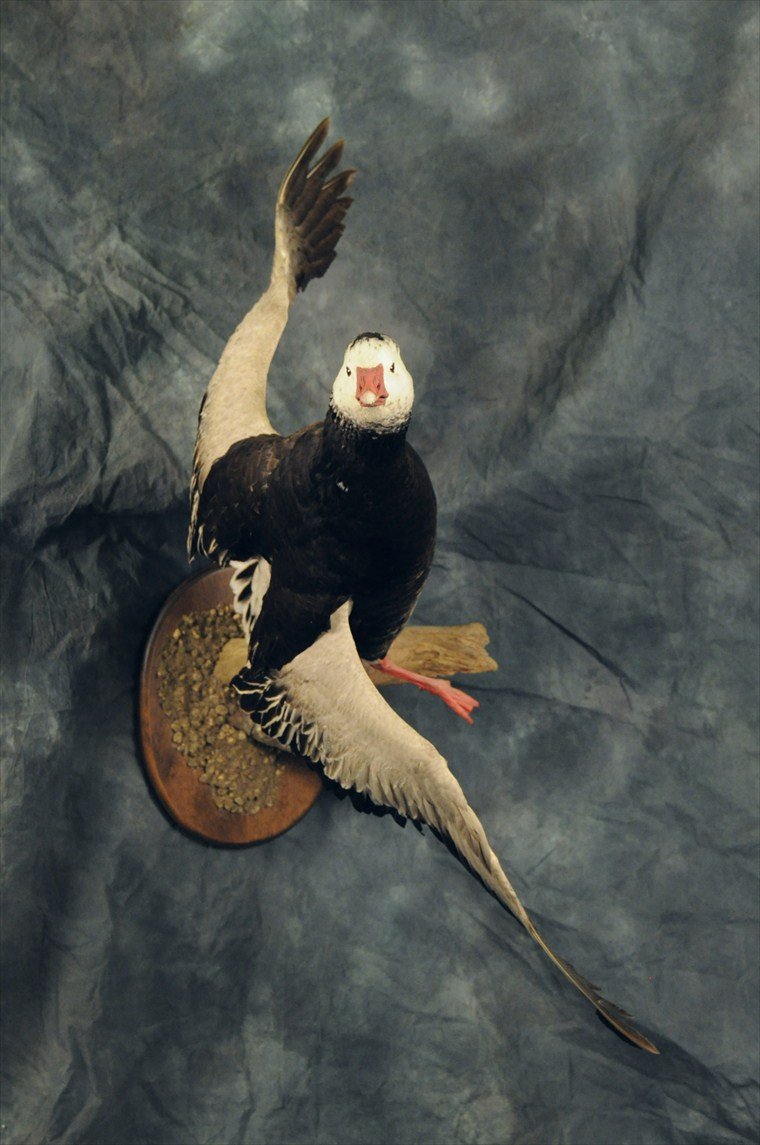 Gallery — Pat Bradburn, Bird Taxidermist