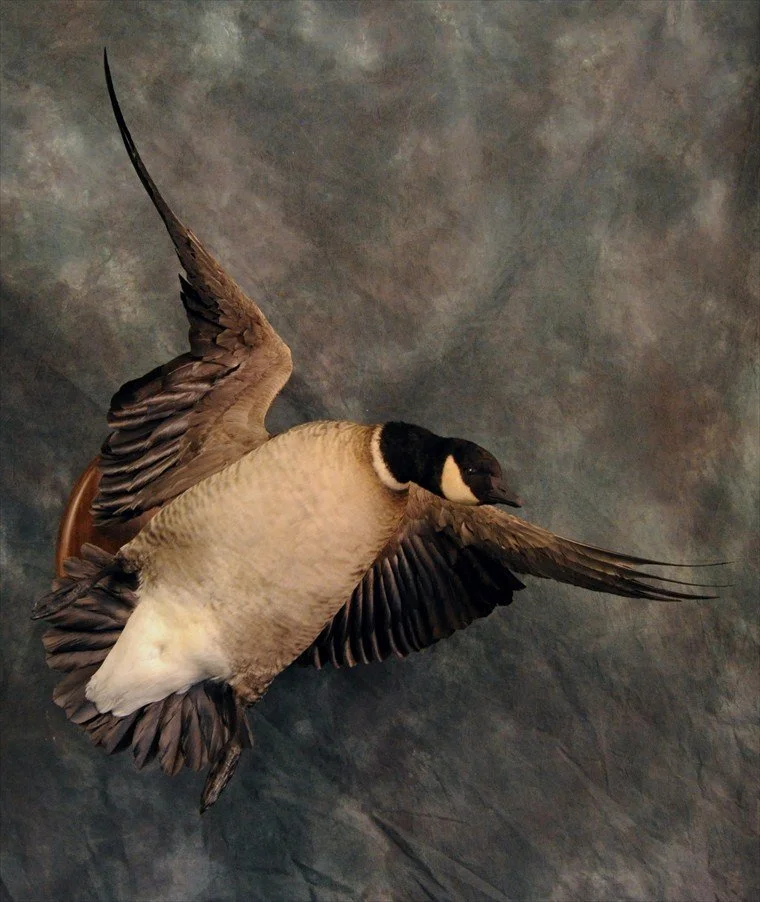 Gallery — Pat Bradburn, Bird Taxidermist