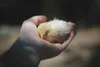 How to Identify and Prevent Chick Dehydration: Essential Tips for First ...