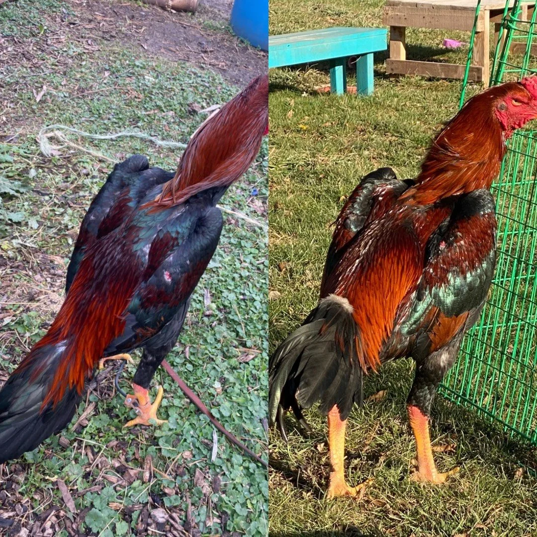 Understanding Black Breasted Red and Wheaten Poultry Color Genetics in ...
