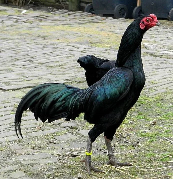 The Tuzo- Mystery from the East — Gamefowl Conservation Network