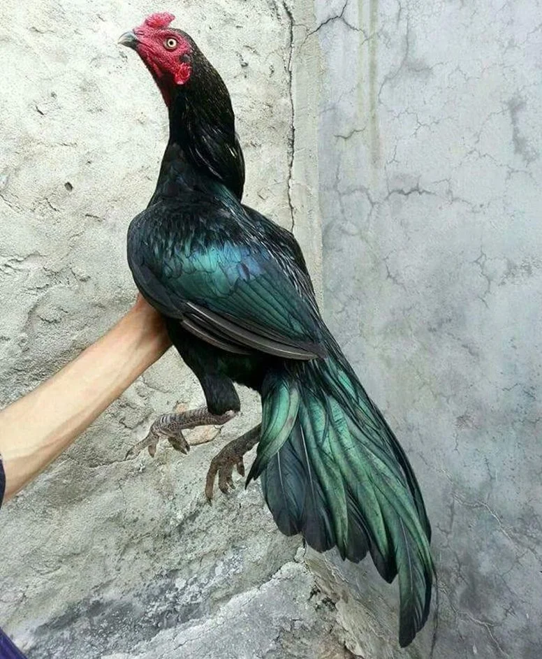 The Tuzo- Mystery from the East — Gamefowl Conservation Network