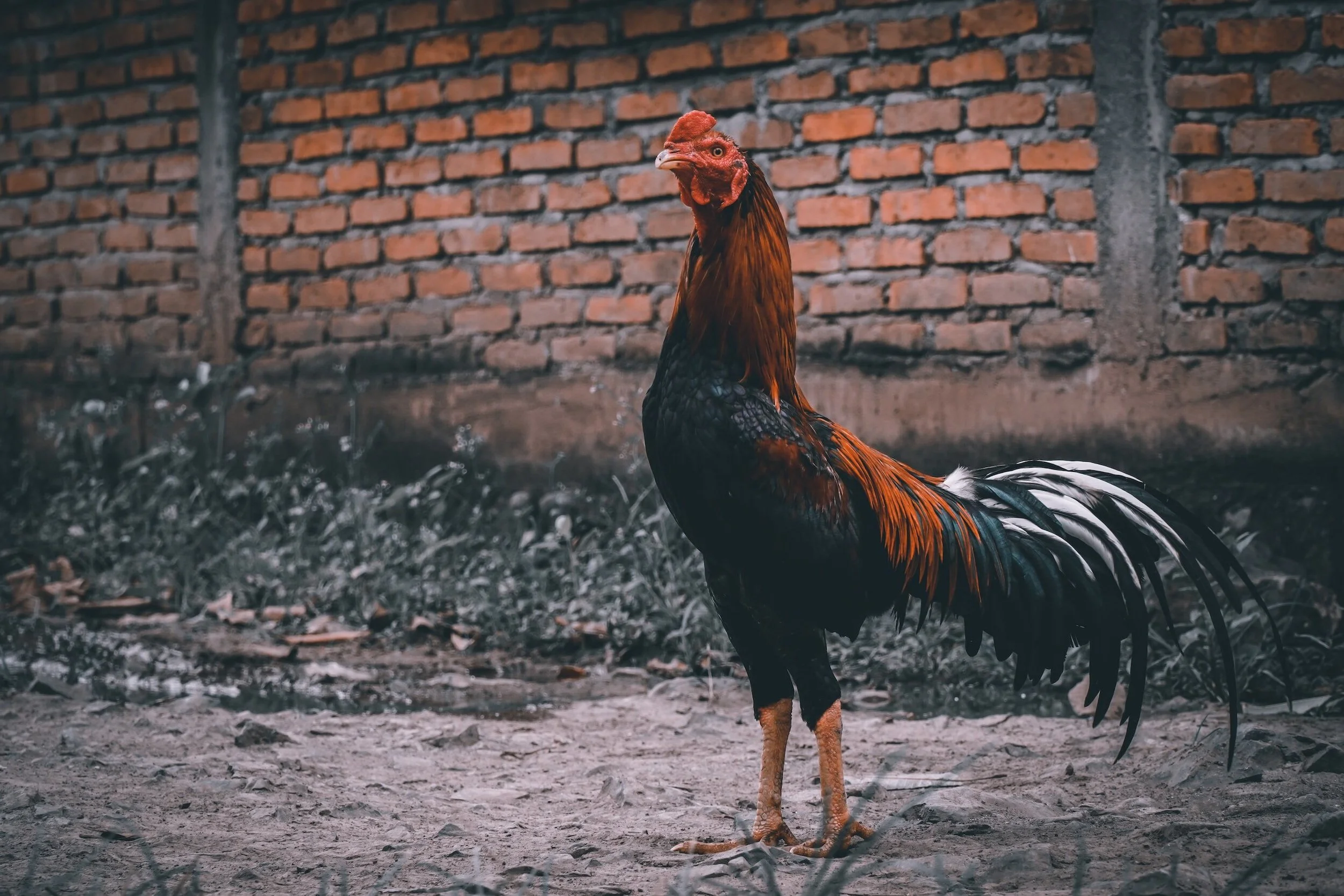 Gamefowl Conservation Network