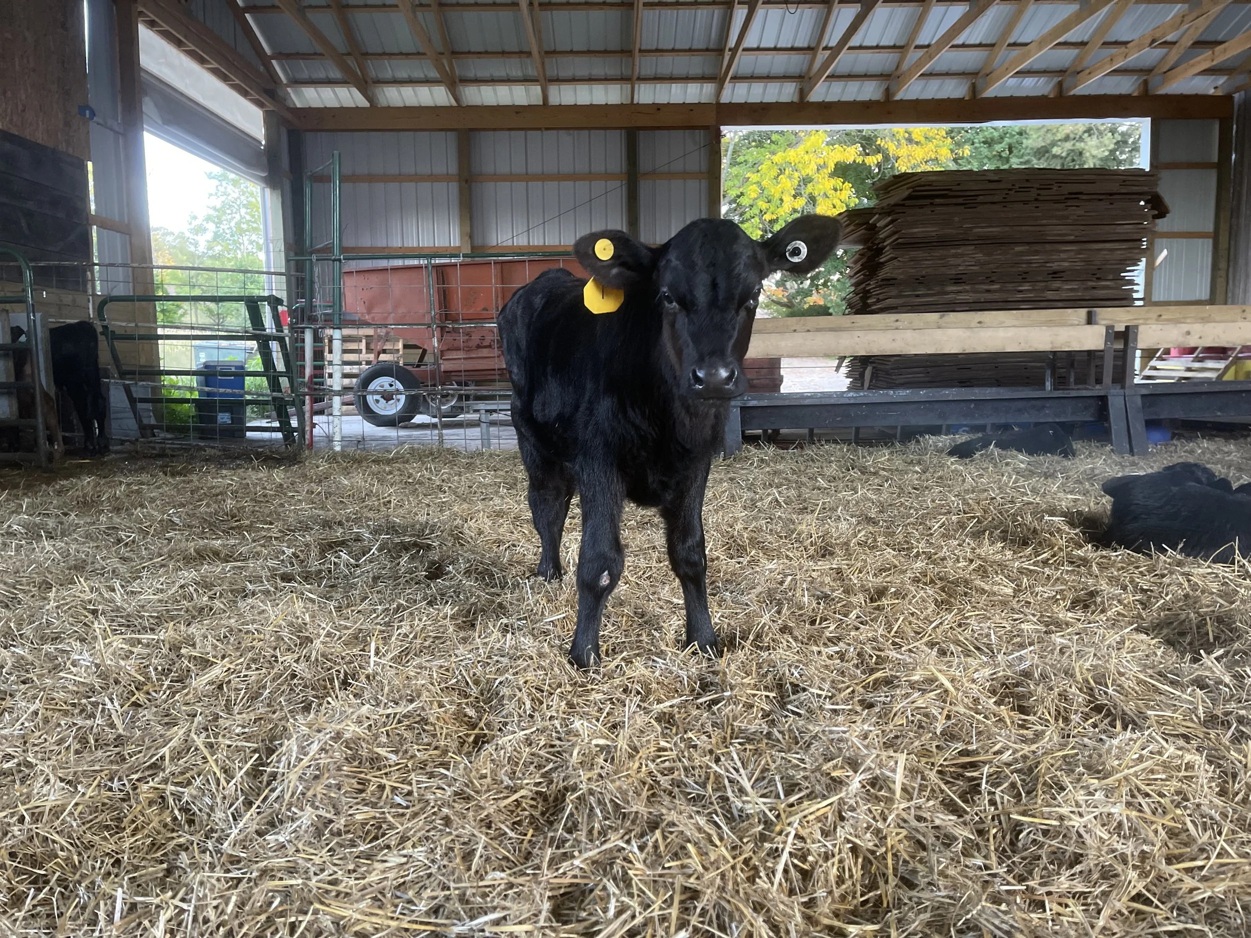 Lake Michigan Cattle Company | Locally Raised Beef | Seasonal Produce ...