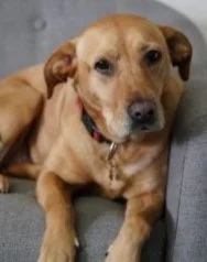 Therapy animals — NorthPsych