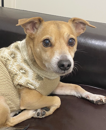 Therapy animals — NorthPsych